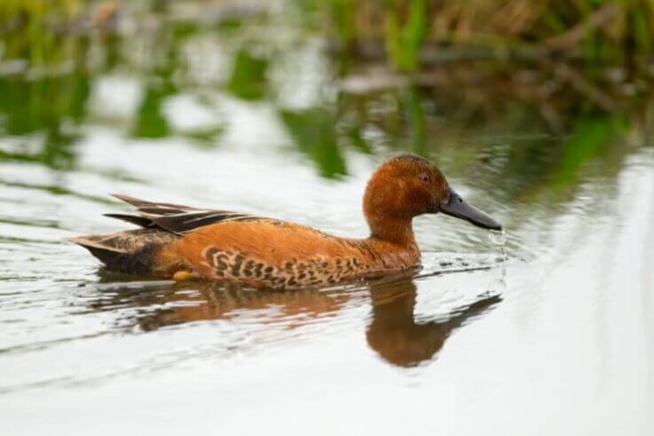 23 Ducks in Michigan (With Pictures) - Avibirds.com