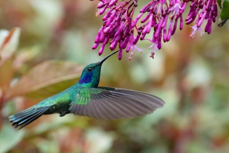6 Hummingbirds in Utah (With Pictures) - Avibirds.com