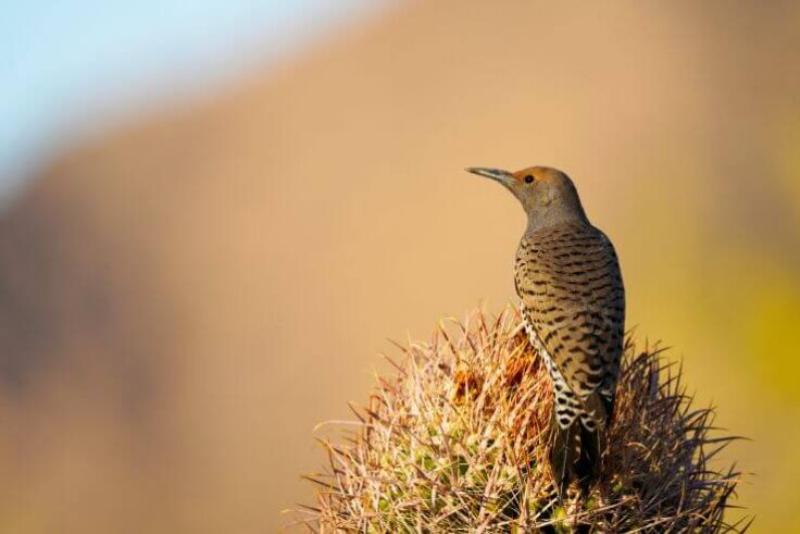 14 Woodpeckers of California (With Pictures) - Avibirds.com