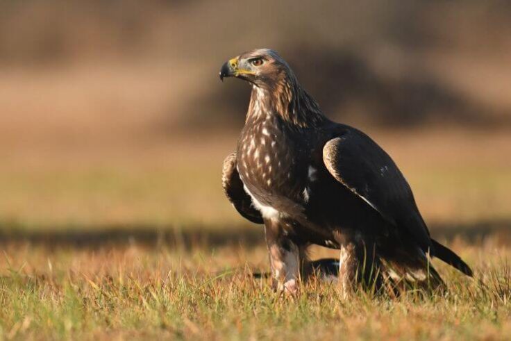 Eagles in Connecticut (With Pictures) - Avibirds.com