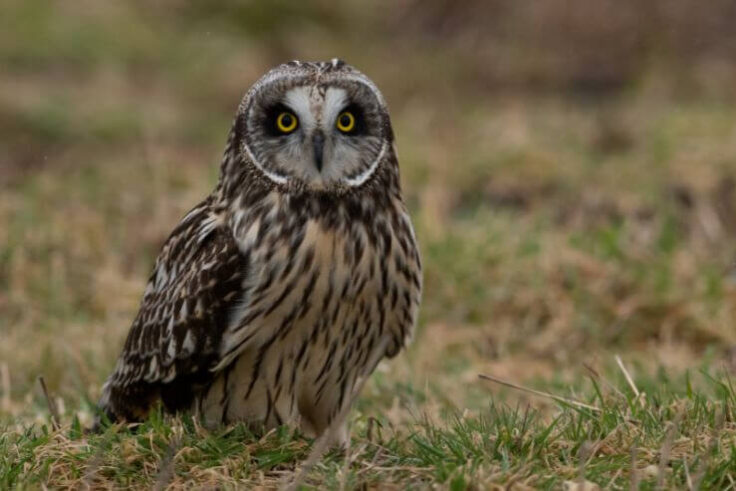 Owls in Hawaii (With Pictures) - Avibirds.com
