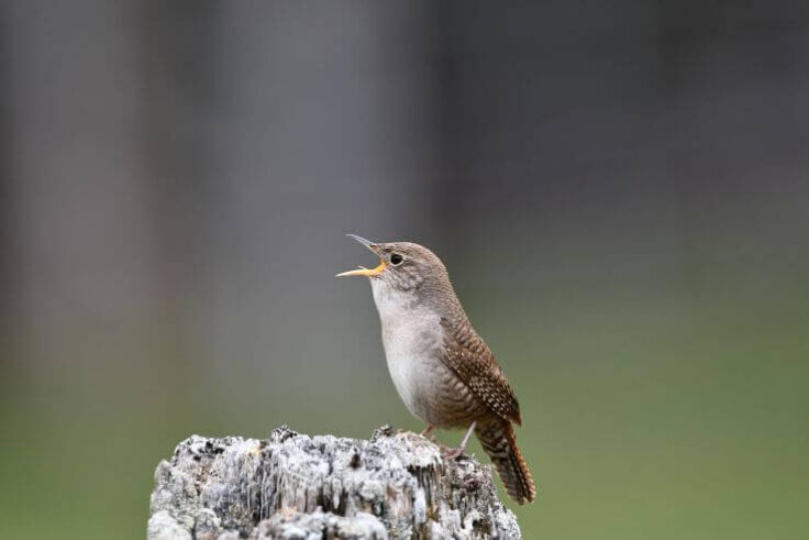9 Wrens in Texas (With Pictures) - Avibirds.com