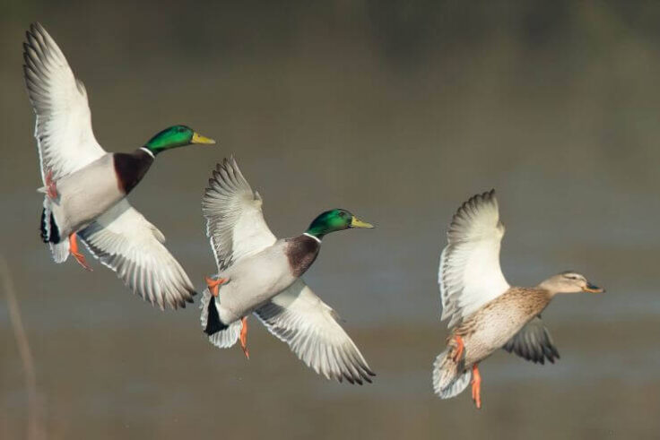 23 Ducks in Michigan (With Pictures) - Avibirds.com