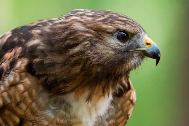 8 Hawks in Kentucky (With Pictures) - Avibirds.com