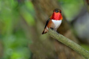 Hummingbirds in Minnesota (With Pictures) - Avibirds.com