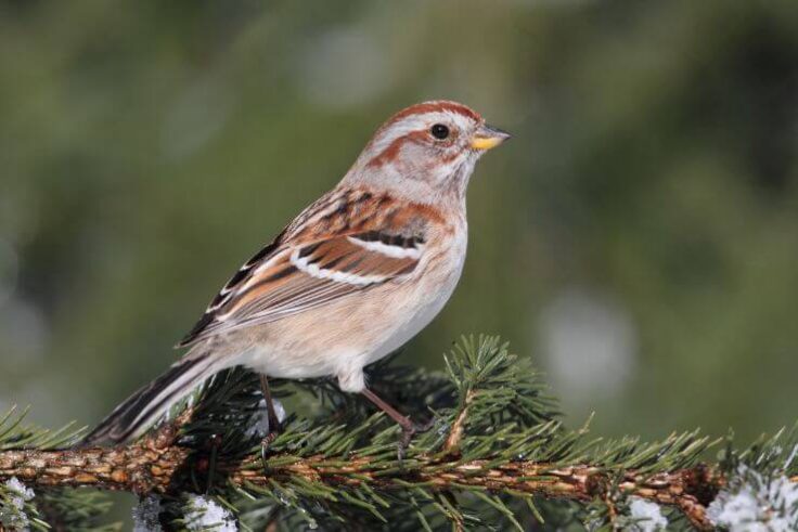 21 Sparrows in Oregon (With Pictures) - Avibirds.com