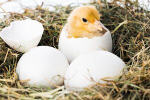 Bird Egg Identification: A Guide to Shapes, Sizes, Colors, and Nesting ...