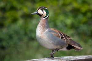 21 Types of Teal Ducks (Waterfowl) - Avibirds.com