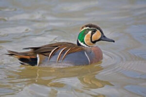 21 Types of Teal Ducks (Waterfowl) - AviBirds