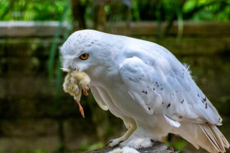 What Do Birds Eat? A Look at Their Conventional and Curious Diets ...