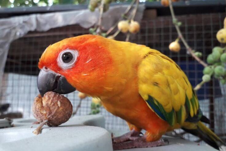 What Do Birds Eat? A Look at Their Conventional and Curious Diets ...