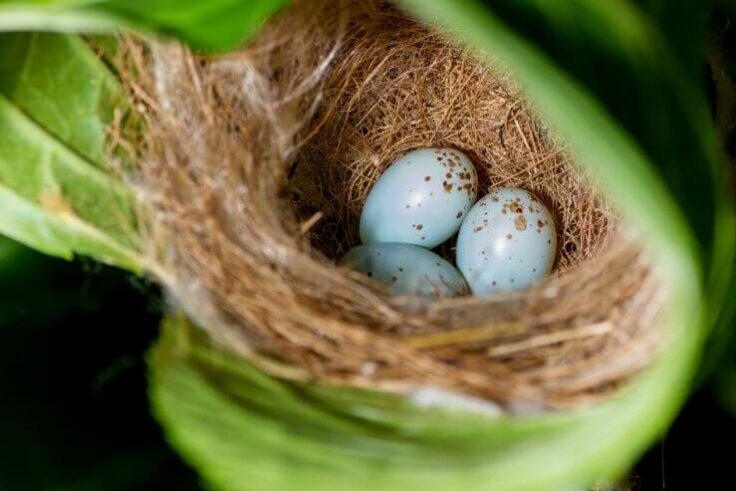 Bird Egg Identification: A Guide to Shapes, Sizes, Colors, and Nesting Habits - Avibirds.com