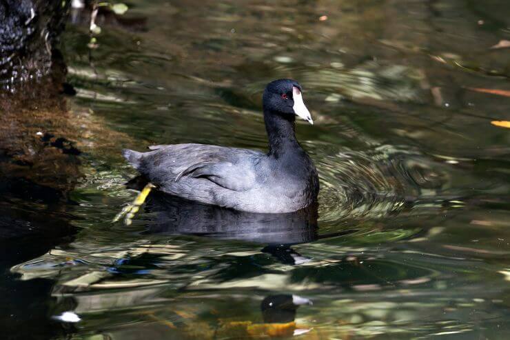 27 Ducks in Massachusetts (With Pictures) - Avibirds.com