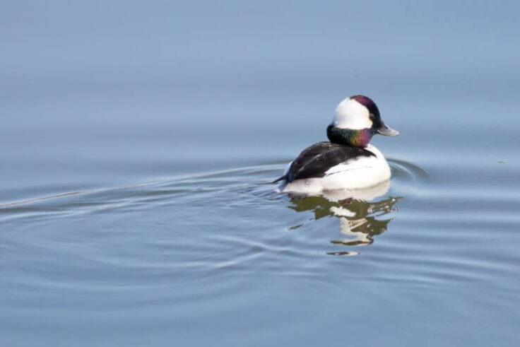 27 Ducks in Massachusetts (With Pictures) - Avibirds.com