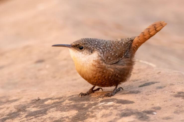 9 Wrens in Texas (With Pictures) - Avibirds.com