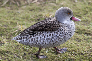 21 Types of Teal Ducks (Waterfowl) - Avibirds.com