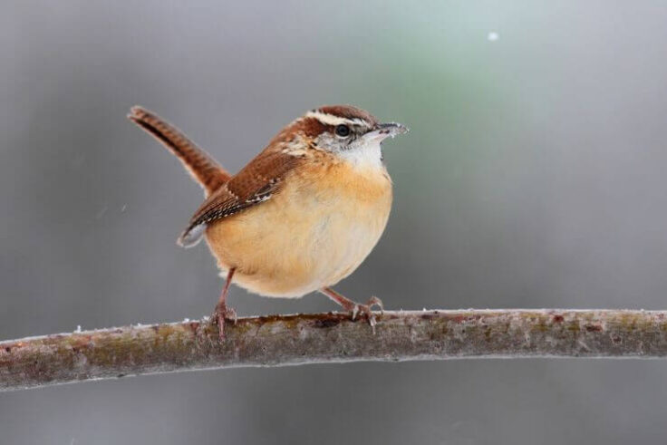 9 Wrens in Texas (With Pictures) - Avibirds.com