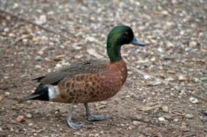 21 Types of Teal Ducks (Waterfowl) - AviBirds