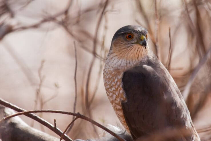 8 Hawks in Kentucky (With Pictures) - AviBirds