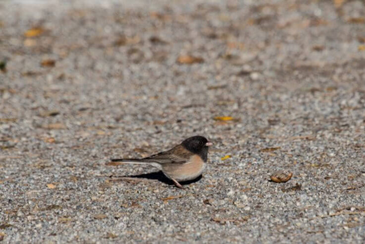 21 Sparrows in Oregon (With Pictures) - Avibirds.com