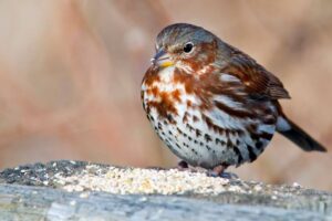 21 Sparrows in Oregon (With Pictures) - Avibirds.com