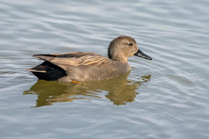 27 Ducks in Massachusetts (With Pictures) - Avibirds.com