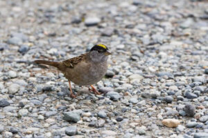 21 Sparrows in Oregon (With Pictures) - Avibirds.com