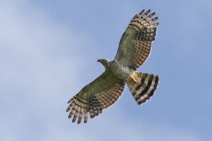 23 Types of Kite Birds (with Pictures for Easy ID)