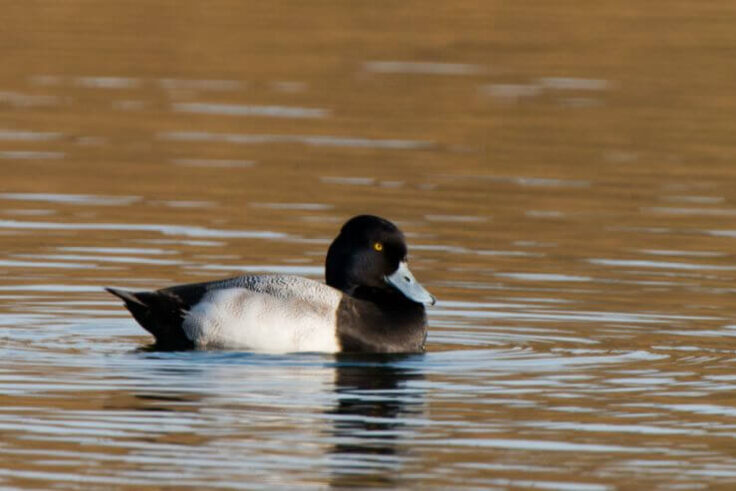 27 Ducks in Massachusetts (With Pictures) - Avibirds.com