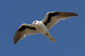 23 Types of Kite Birds (with Pictures for Easy ID)