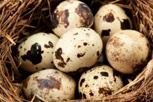 Bird Egg Identification: A Guide to Shapes, Sizes, Colors, and Nesting ...