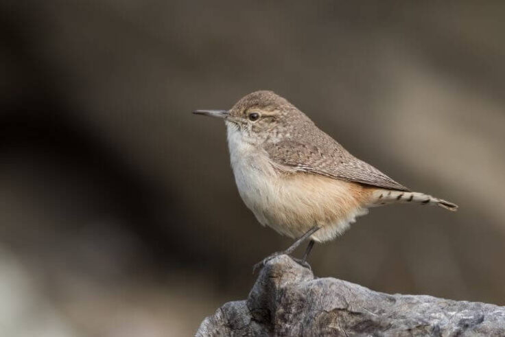 9 Wrens in Texas (With Pictures) - Avibirds.com