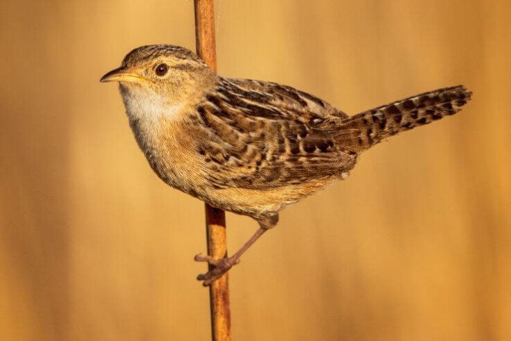 9 Wrens in Texas (With Pictures) - Avibirds.com