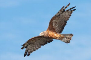 23 Types of Kite Birds (with Pictures for Easy ID)