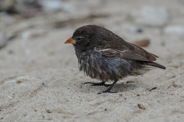 What Do Birds Eat? A Look at Their Conventional and Curious Diets ...
