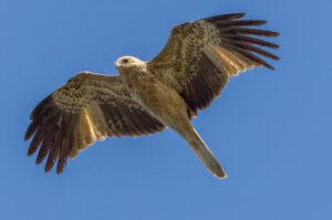 23 Types of Kite Birds (with Pictures for Easy ID)