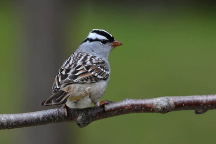 21 Sparrows in Oregon (With Pictures) - Avibirds.com