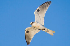 23 Types of Kite Birds (with Pictures for Easy ID)