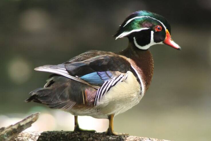 21 Ducks in Montana (With Pictures) - Avibirds.com