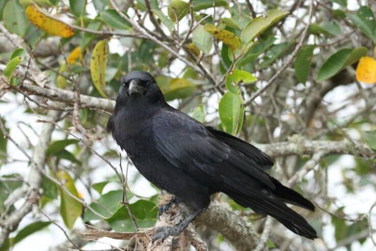 10 Crows in California (With Pictures) - Avibirds.com