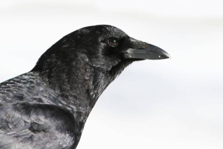 8 Crows in Texas (With Pictures) - Avibirds.com