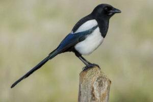 Magpies in California (With Pictures) - Avibirds.com