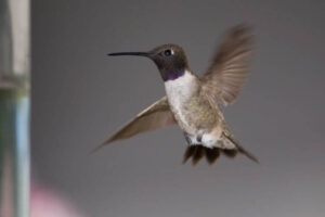 4 Hummingbirds in Washington (With Pictures) - Avibirds.com
