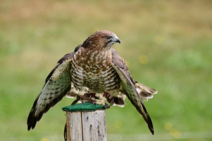 10 Hawks in Utah (With pictures) - AviBirds