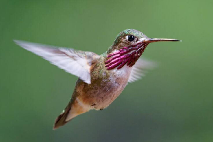 4 Hummingbirds in Washington (With Pictures) - Avibirds.com