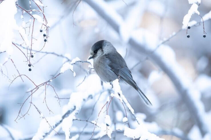 10 Crows in California (With Pictures) - Avibirds.com