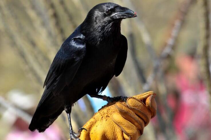8 Crows in Texas (With Pictures) - AviBirds
