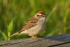 19 Sparrows in Virginia (With PIctures) - AviBirds