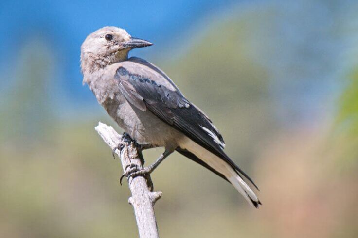 10 Crows in California (With Pictures) - Avibirds.com