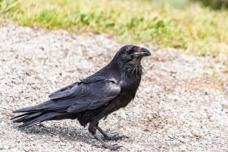 10 Crows in California (With Pictures) - Avibirds.com